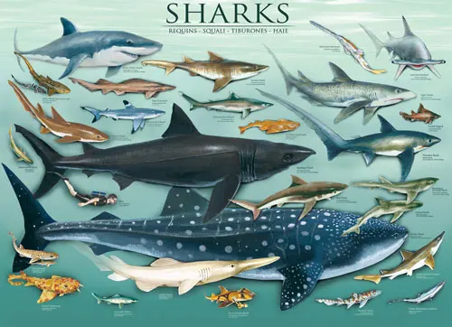 Sharks - 1000 Piece Jigsaw Puzzle by Eurographics | Serious Puzzles