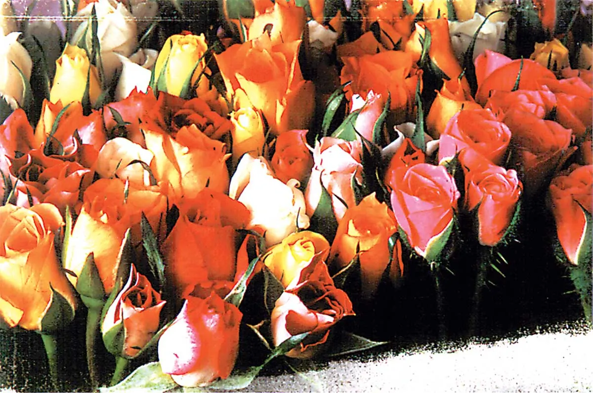 Roses - Scratch and Dent - 1000 Piece Jigsaw Puzzle by Tomax Puzzles ...