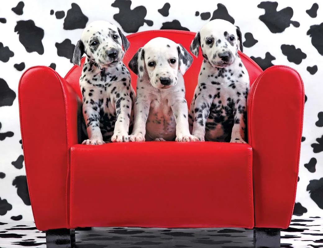 Lots Of Spots - 100 Piece Jigsaw Puzzle by Kodak | Serious Puzzles